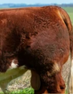 Características – Hereford Argentina